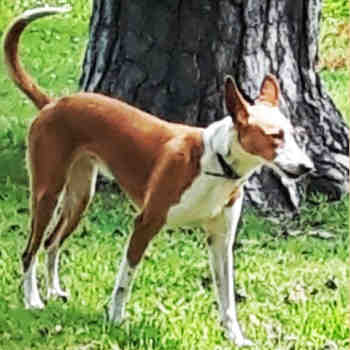 Redencion, el hogar de los animales de Soria